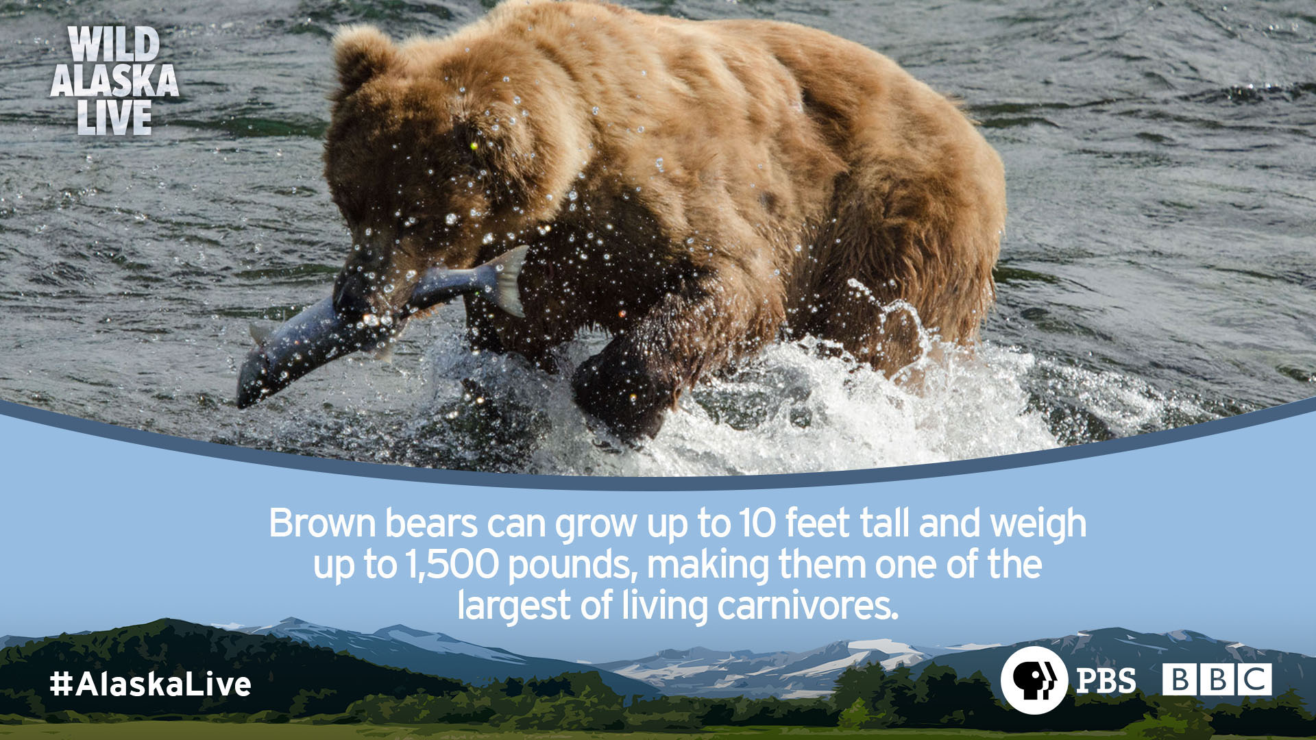 Wild Alaska Live Animal Facts | PBS