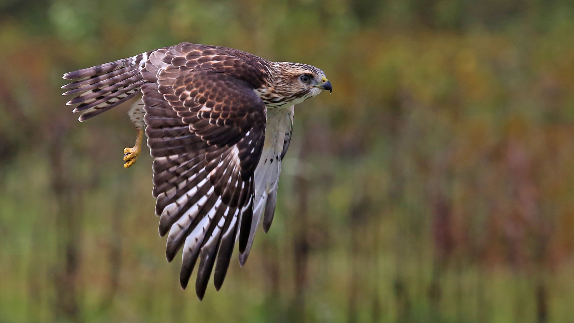 Hawk | Wildlife | Autumnwatch New England | PBS