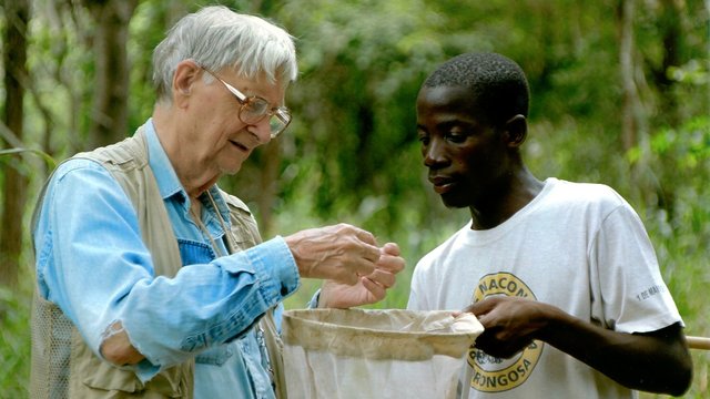 E.O. Wilson – Of Ants and Men | PBS Programs | PBS