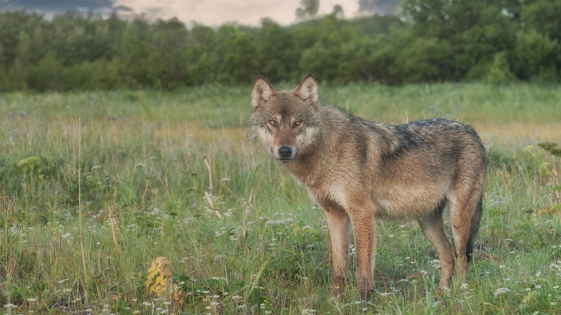Gray Wolf | Wildlife | Wild Alaska Live