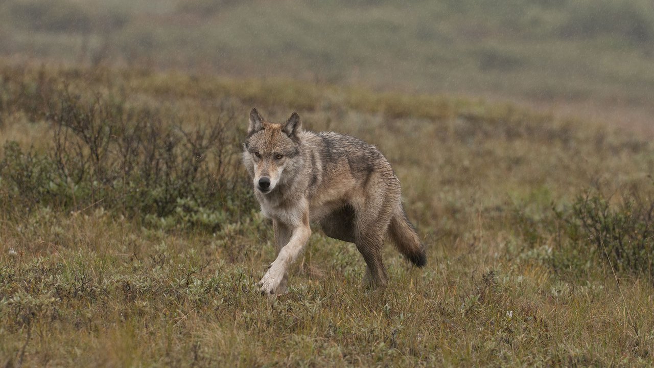 Gray Wolf | Wildlife | Wild Alaska Live